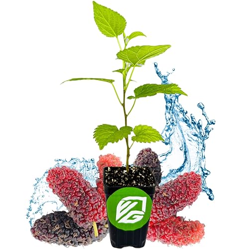 Dwarf Everbearing Black Mulberry Tree Live Plant – Morus nigra ...
