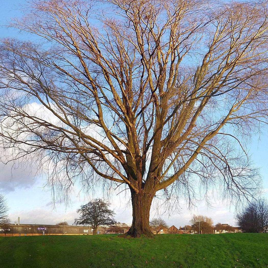 Seedsmarket Rare Weeping Willow Seeds Hanging Willow Tree Seeds Large ...