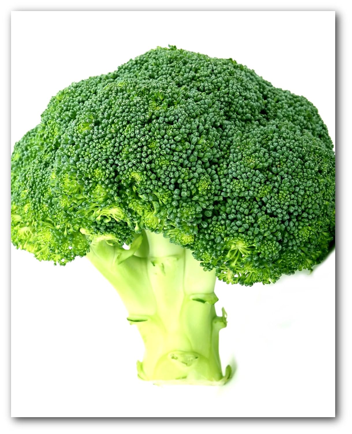 Amazon.com: Broccoli Print, Green Kitchen Vegetable, 8 x 10 Inches ...