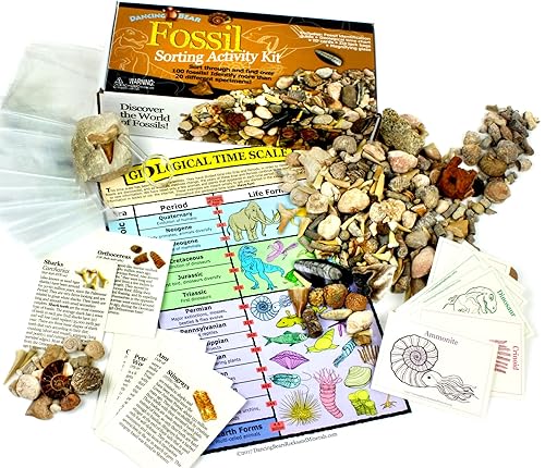DANCING BEAR DANCING BEAR Fossil Collection Sorting Activity Kit with ...