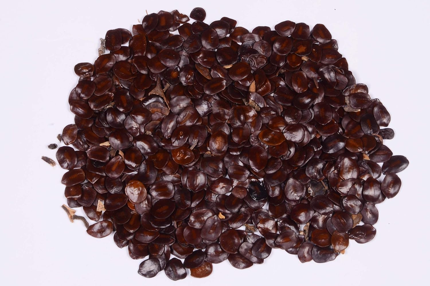 RK Seeds - Cassia siamea seeds – Senna siamea - Kassod Tree seeds, Cassod Tree seeds, Siamese ...