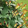Amazon.com : Outsidepride Firecracker Vine Seeds - 100 Pcs. Perennial ...