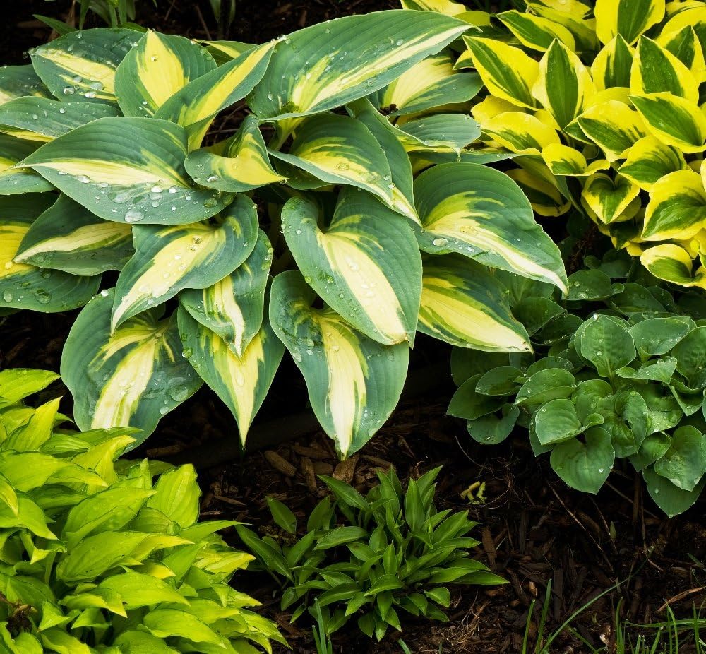 Hosta Graines - Hosta SP.: Amazon.fr: Jardin