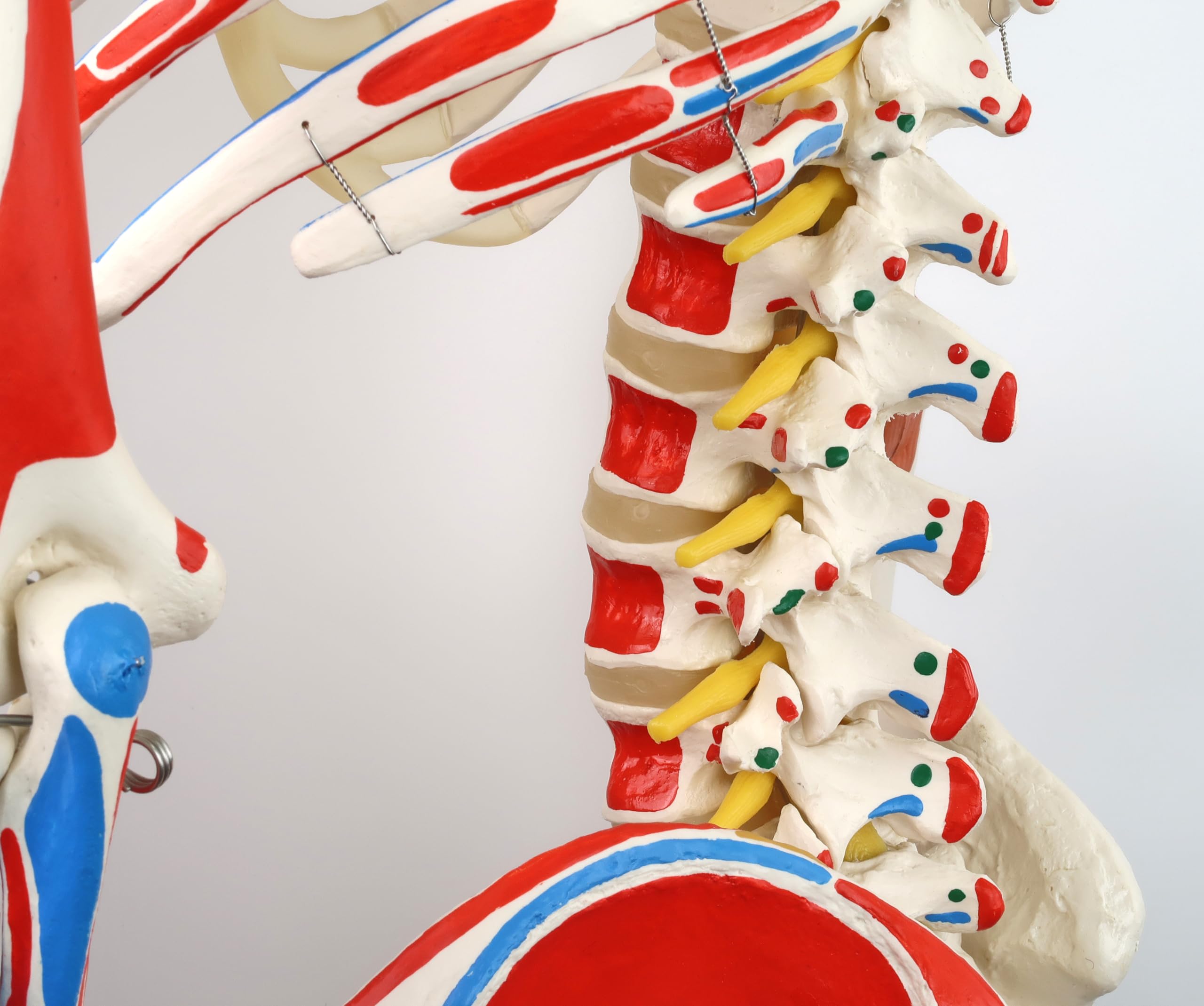 Mua Human Body Skeleton Model, Movable Spine, Ligament Reproduction ...