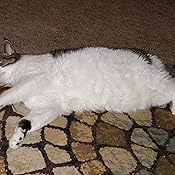 Amazon.com : GoCat Da Fur Thing Cat Toy, Rabbit Fur and Feather Toy ...