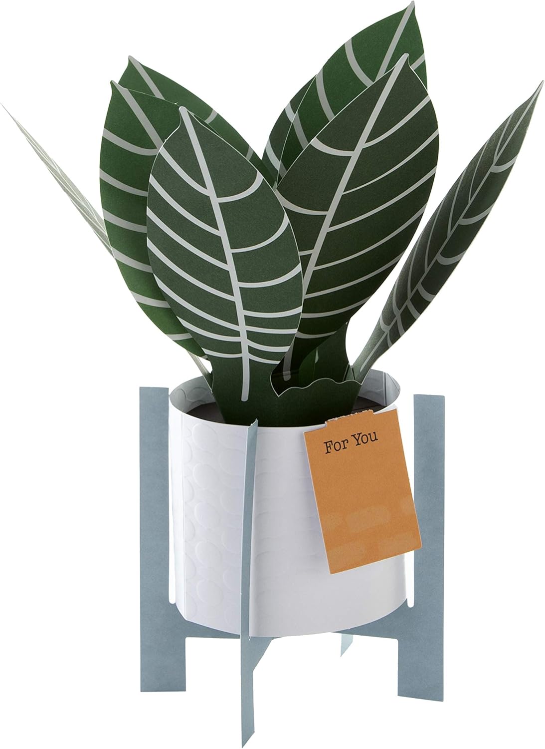 Pop-up Plant Card from Hallmark – Zebra Plant Design – BigaMart
