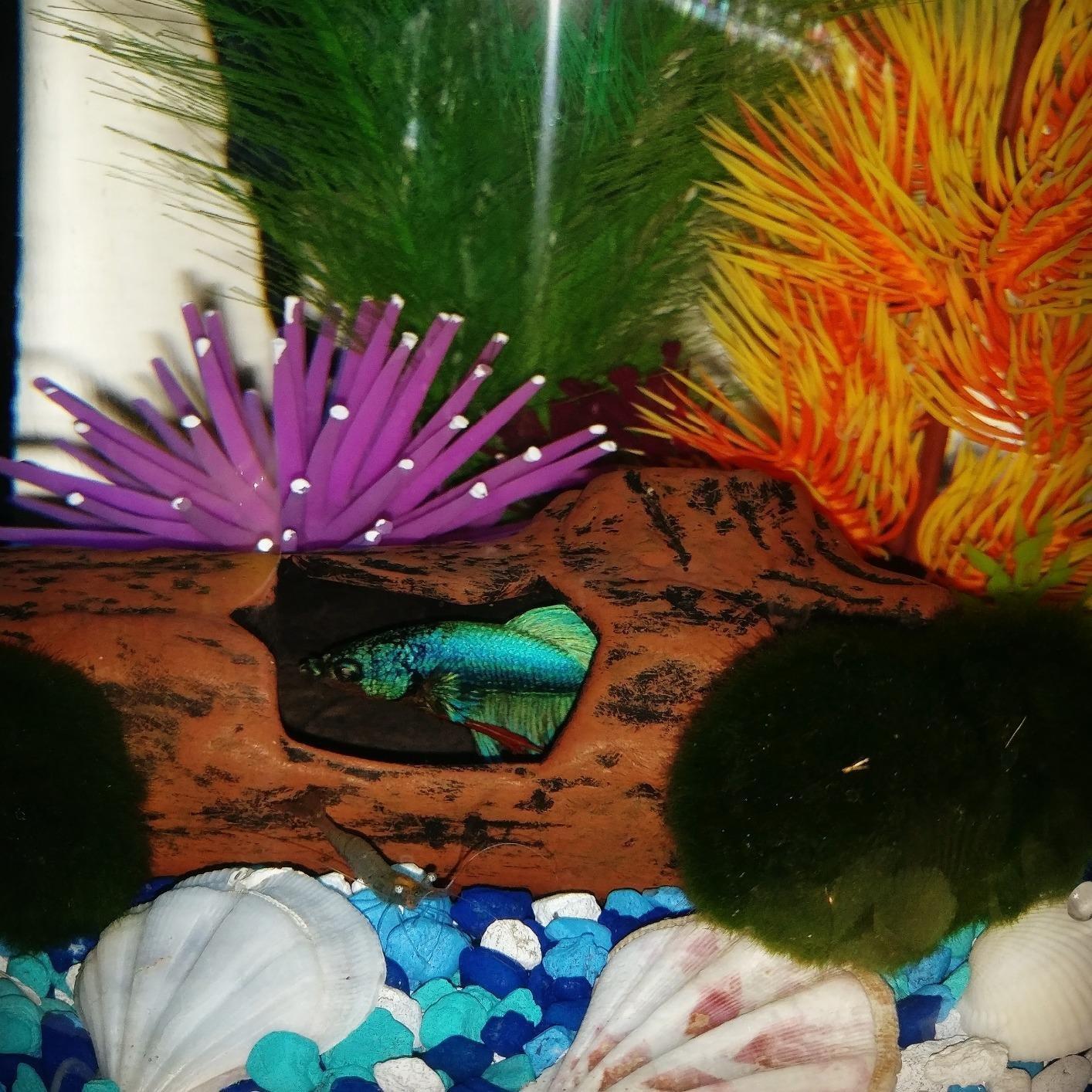 $7/mo - Finance Koller Products AquaView 2-Gallon 360 Aquarium with ...