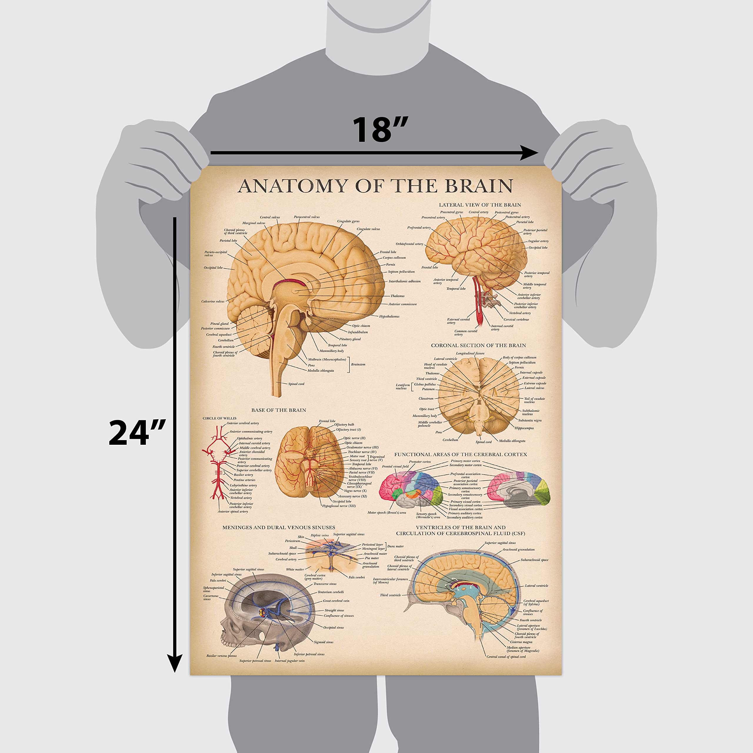 Mua Palace Learning Vintage Brain Anatomy Poster - Laminated ...