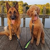 Amazon.com : Vaun Duffy Double Dog Leash Coupler with Two Dual Padded ...