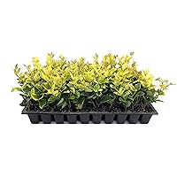 Amazon.com : Ligustrum Japonicum 'Howardi' - 10 Live Plants - Evergreen ...