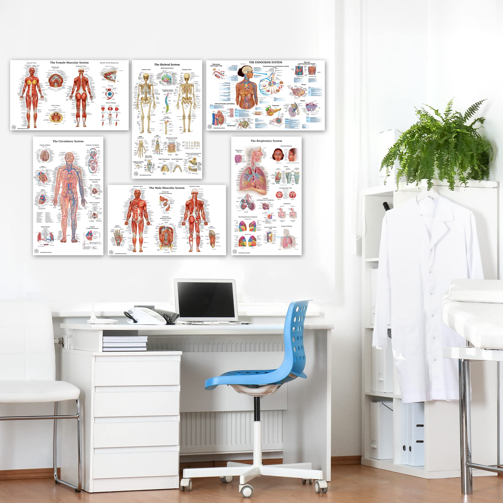 Healing Web Poster 20 Pack - Vintage s - Laminated - Muscular, Skeletal ...