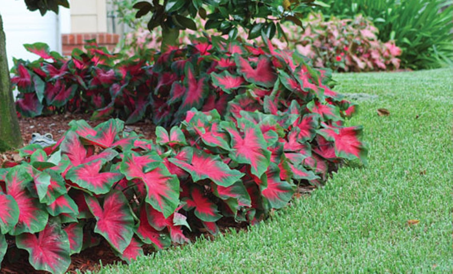 Amazon.com : Tapestry Caladium Bre Roots Plants 5 pack : Garden & Outdoor
