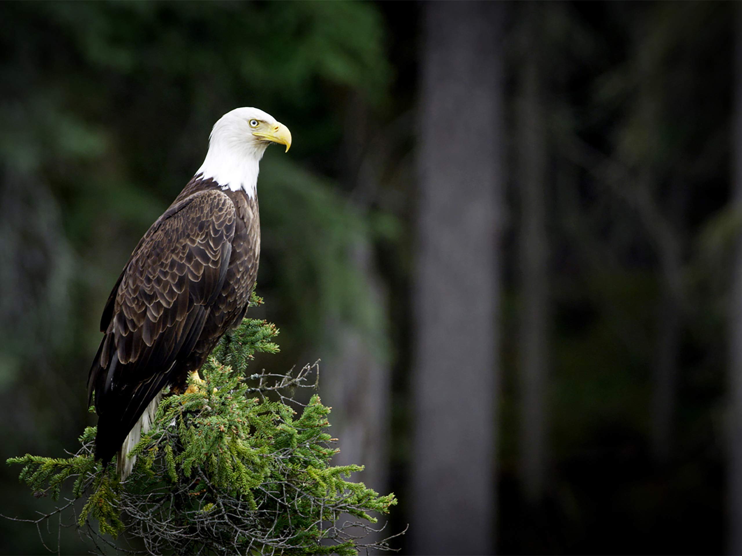 Amazon.de: Wildlife Alaska - Ranger im Einsatz - Season 1 ansehen ...