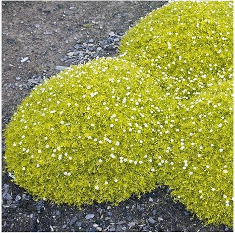 1 x Sagina subulata 'Aurea' (Bodendecker/Stauden) Sternmoos: Amazon.de ...