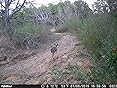 Amazon.com: Foxelli Trail Camera – 14MP 1080P Full HD Wildlife Scouting ...