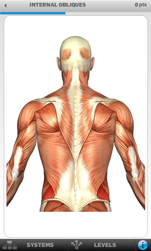 MUSCULAR ANATOMY GAME:Amazon.co.uk:Appstore for Android