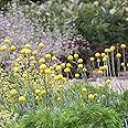 Amazon.com : Craspedia Globosa Seeds Billy Buttons Evergreen Perennial ...