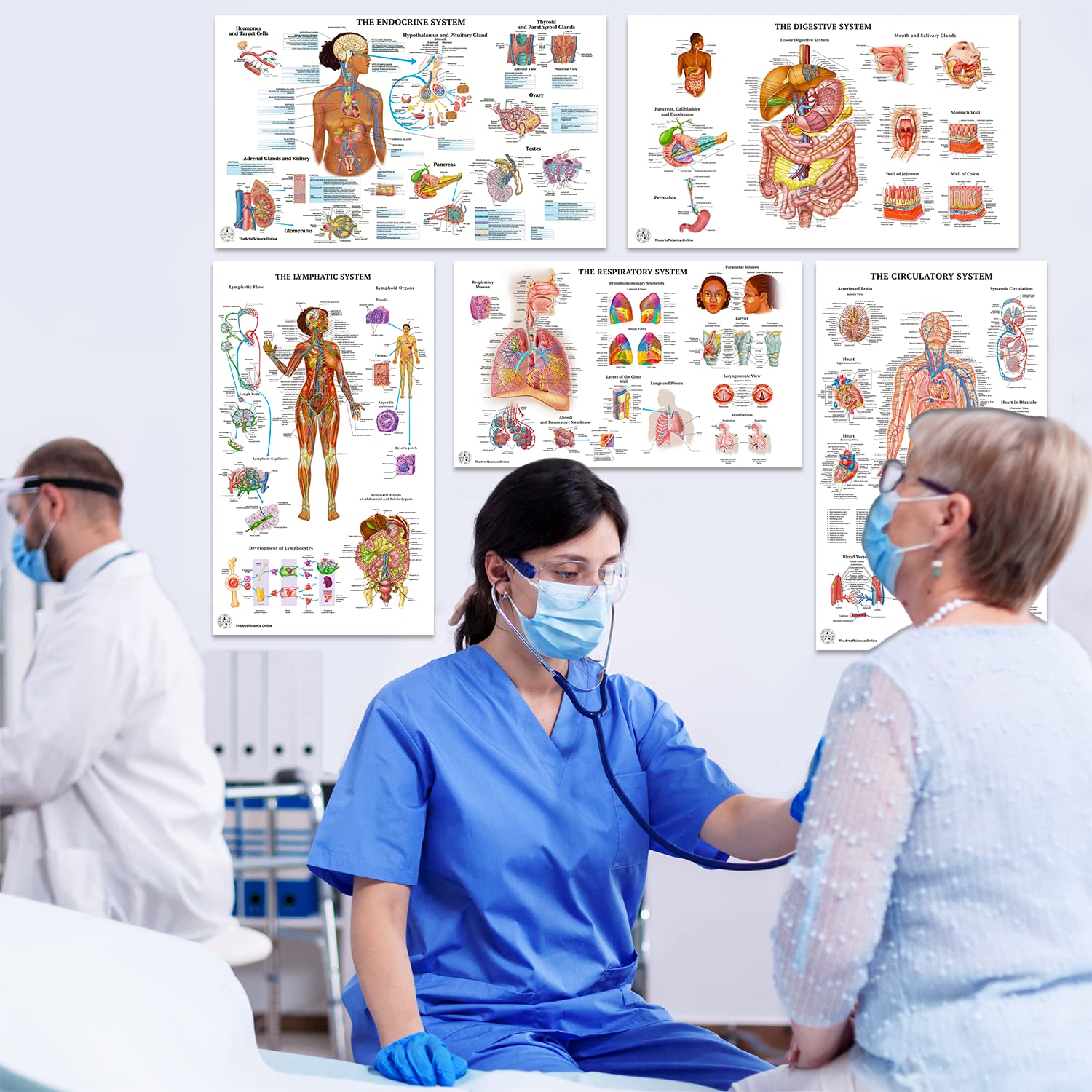 11 Human Anatomy Posters - Medical Posters, Skeletal, Male Female ...