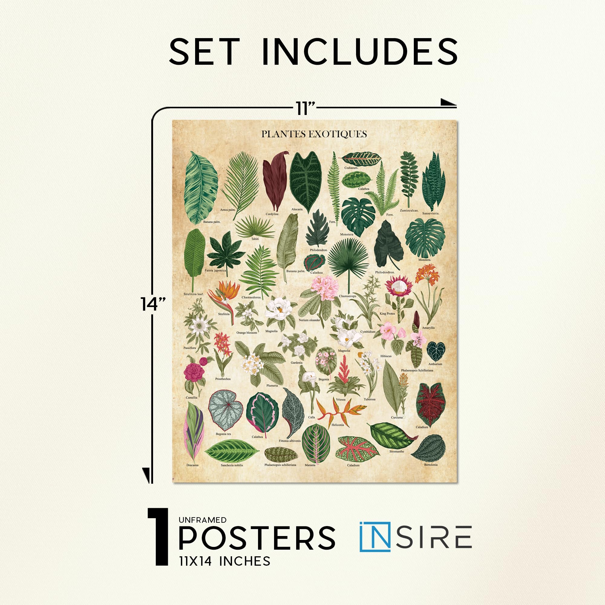 Mua Insire Vintage Plant Poster, Botany Poster, Large Botanical Poster ...