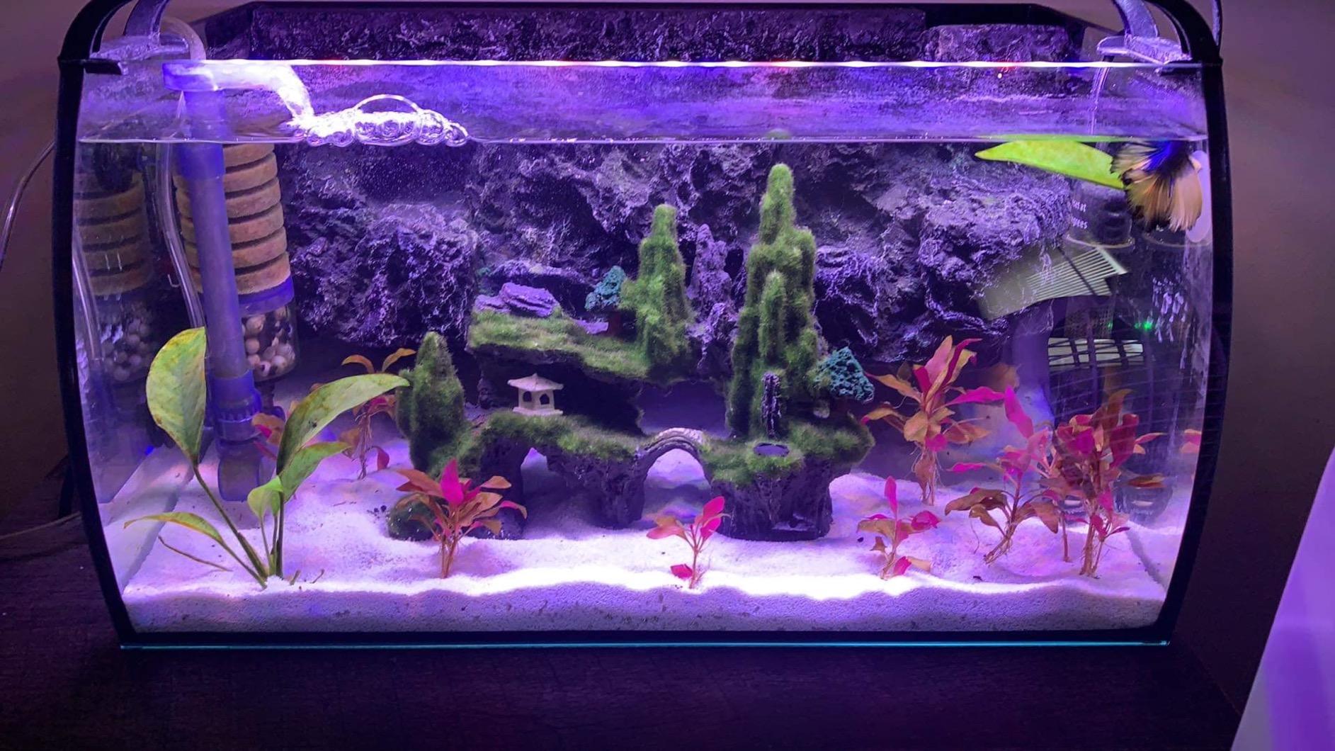 $23/mo - Finance hygger Horizon 8 Gallon LED Glass Aquarium Kit for ...