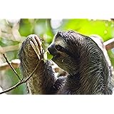 Amazon.com: Three Toed Sloth Poster Photo Cute Wild Animals Posters ...