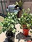 Amazon.com: Burpee Lemon Cucumber Seeds 100 seeds : Everything Else