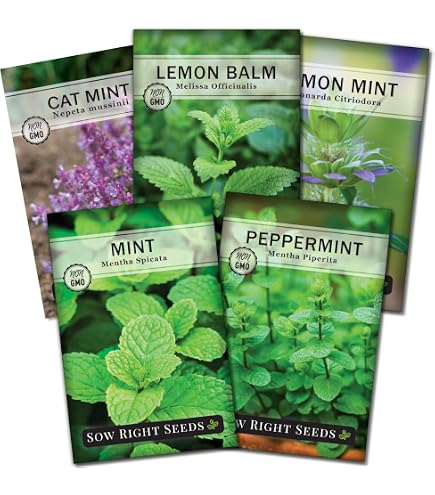 Lemon Catmint