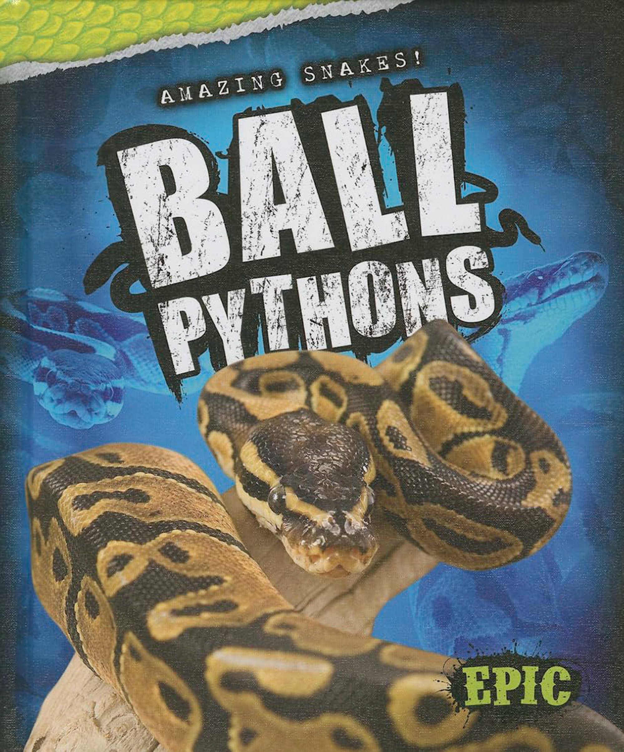 Mua Ball Pythons (Amazing Snakes!) Ball Pythons (Amazing Snakes ...