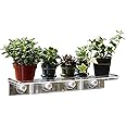 Amazon.com: LaBrinx Designs Extra Large Suction Cup Shelf - Live Plants ...