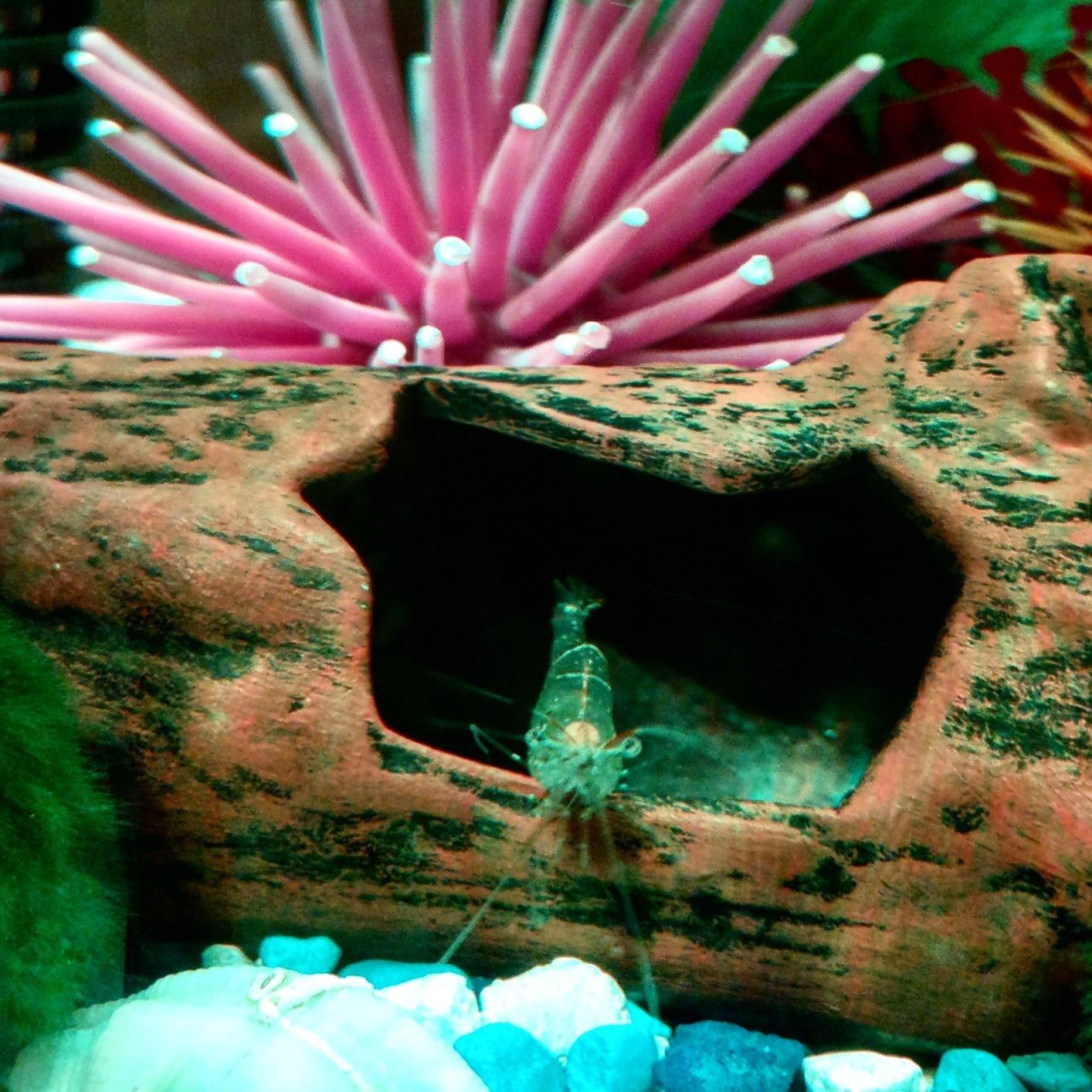 $7/mo - Finance Koller Products AquaView 2-Gallon 360 Aquarium with ...