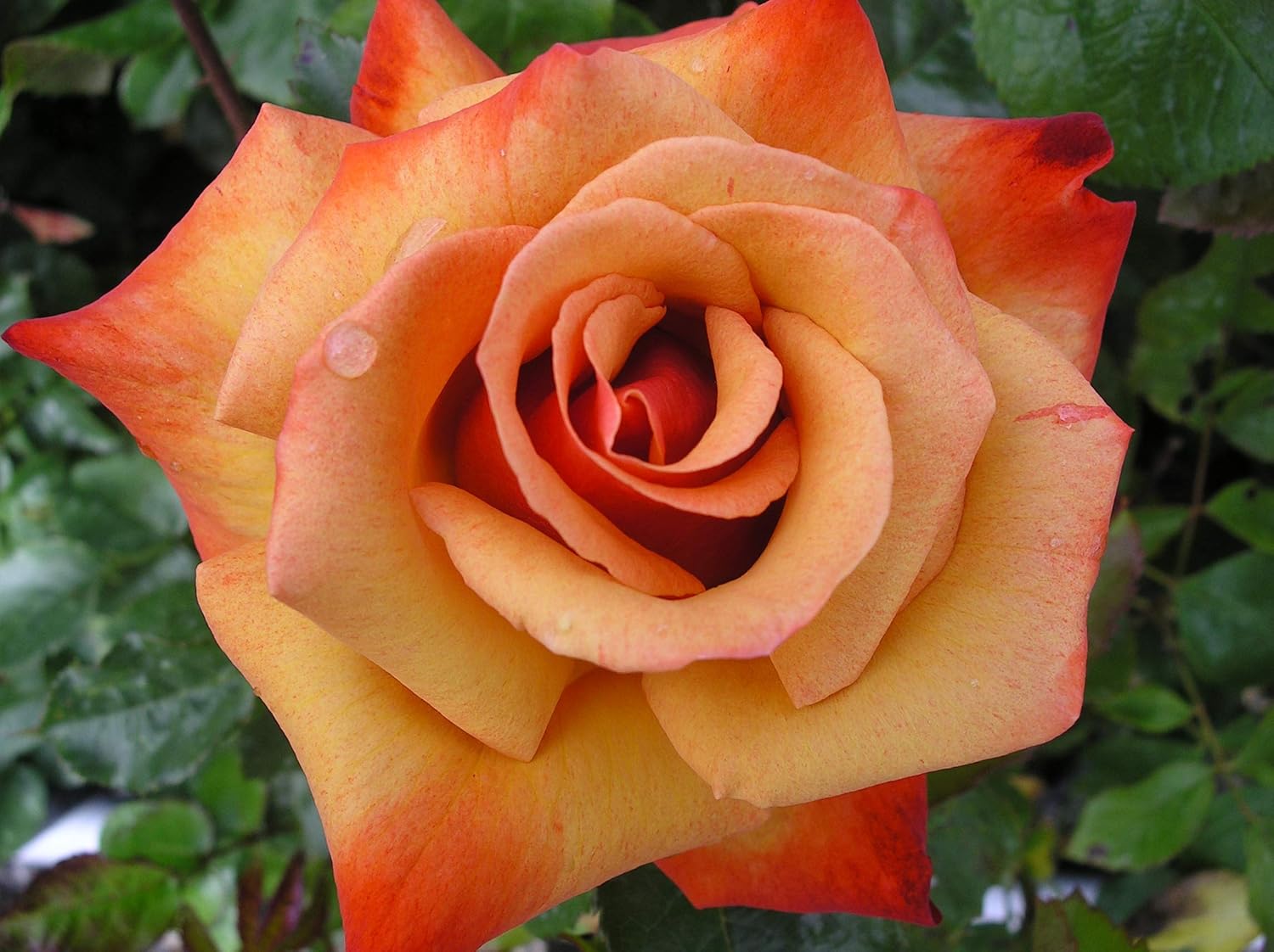 ROSE REMEMBER ME-Sympathy Gifts, Rememberance Gifts,Floral Rose ...