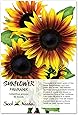 Amazon.com : Package of 85 Seeds, Firecracker Sunflower (Helianthus ...