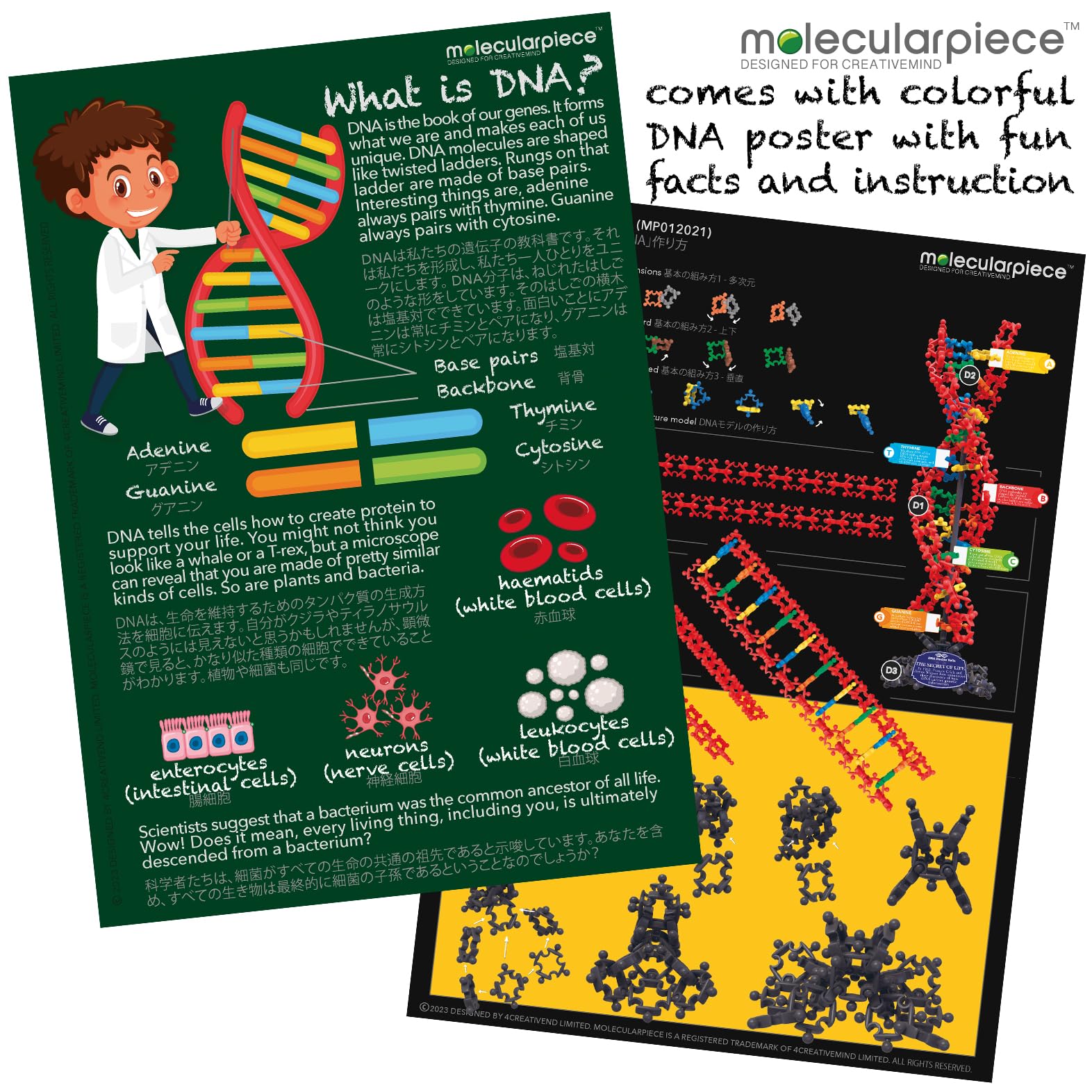 Mua DNA Double Helix Structure Model (76 pcs) 4D STEM Educational ...