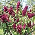 Amazon.com : CHUXAY GARDEN Purple Grain Amaranth,Amaranthus Cruentus ...