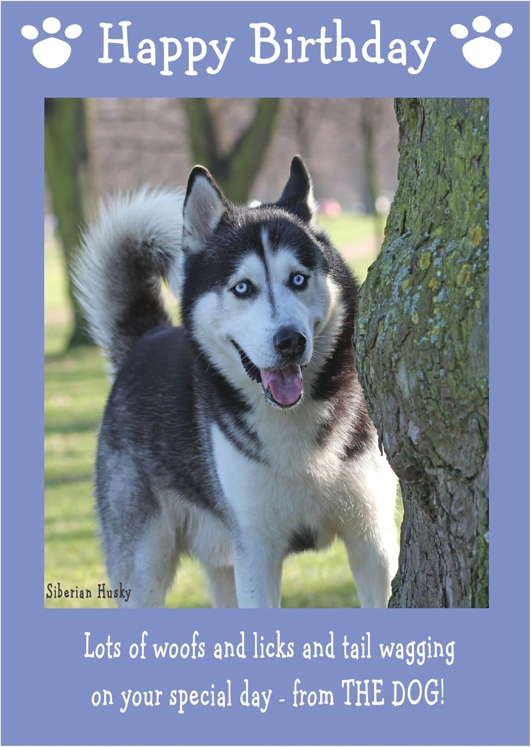 Siberian Husky, Dog Birthday Card: Amazon.co.uk: Office Products