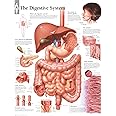 Amazon.com: AllPosters Wall Poster Digestive System Educational Chart ...