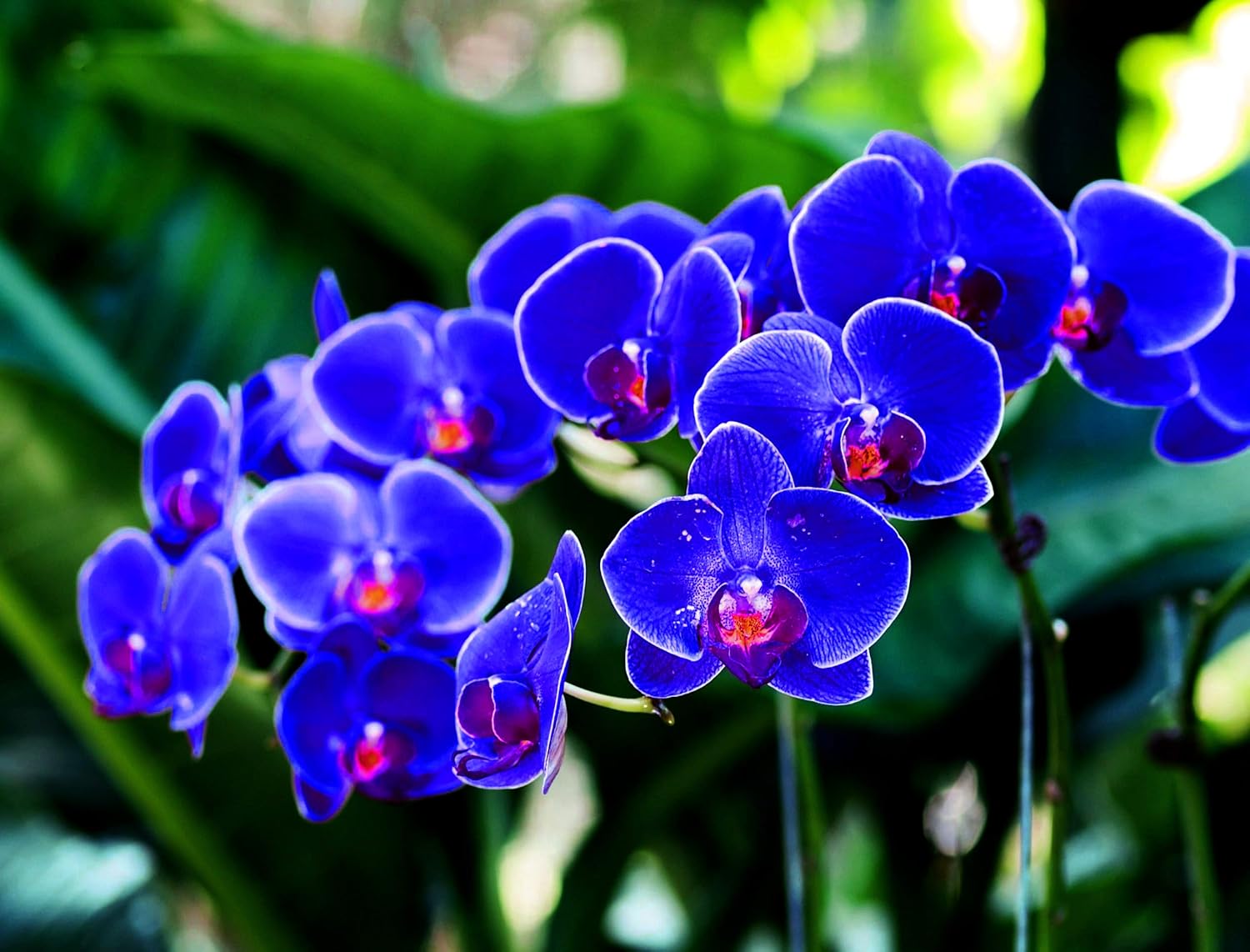 100Pcs Blue Phalaenopsis Seeds Balcony Bonsai Orchid – BigaMart