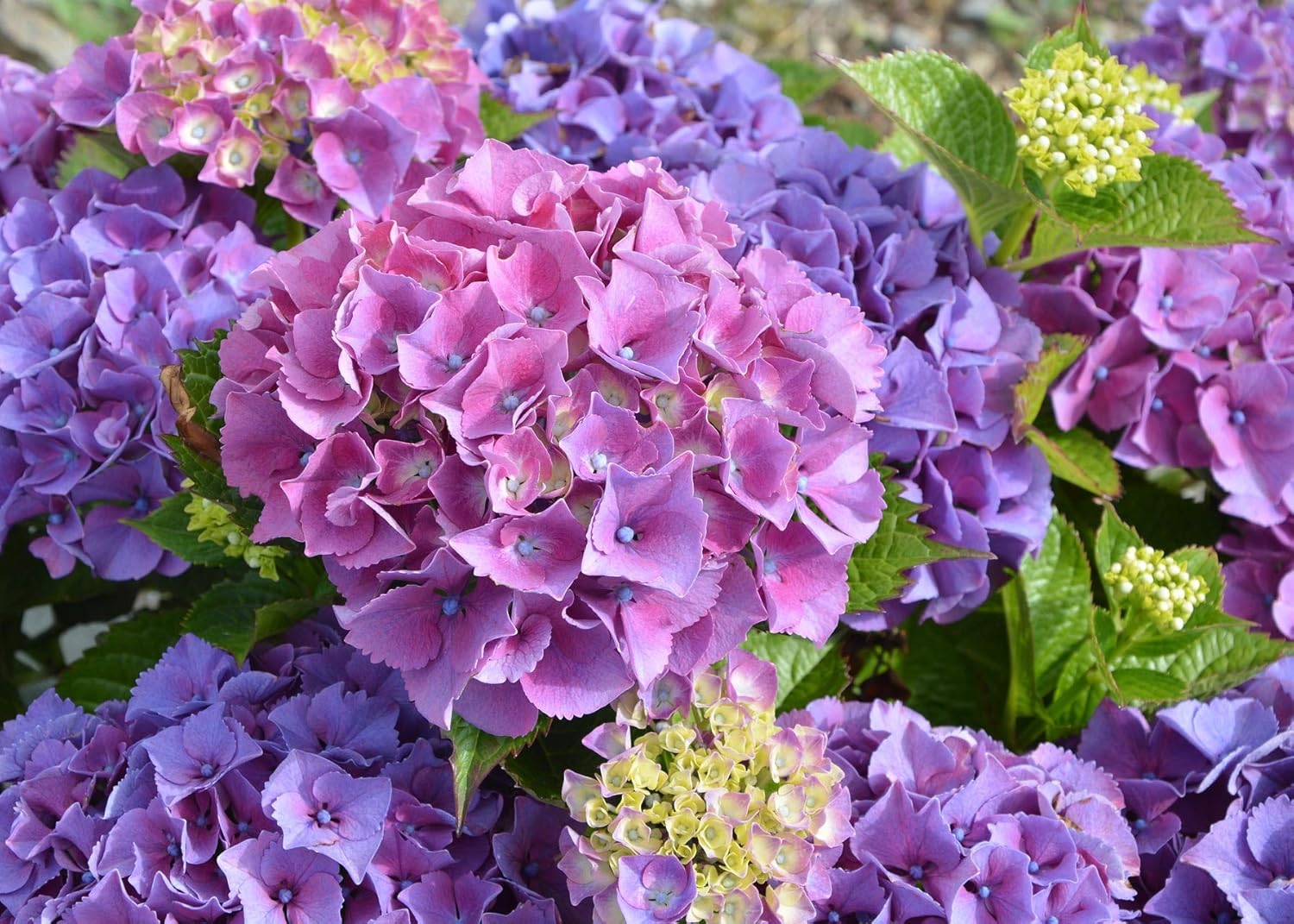 Mixed Blue Hydrangea Seeds 50, Fast Growing Shrub, Giant Snowball ...