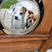 Amazon.com : N&M Products Pet Window - Acrylic Dog Window/Peep Hole for ...