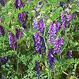 Amazon.com : Outsidepride Crown Vetch Legume, Erosion Control, Forage ...