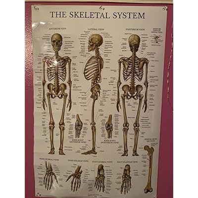 LAMINATED Skeletal System Poster - Human Skeleton Indonesia | Ubuy