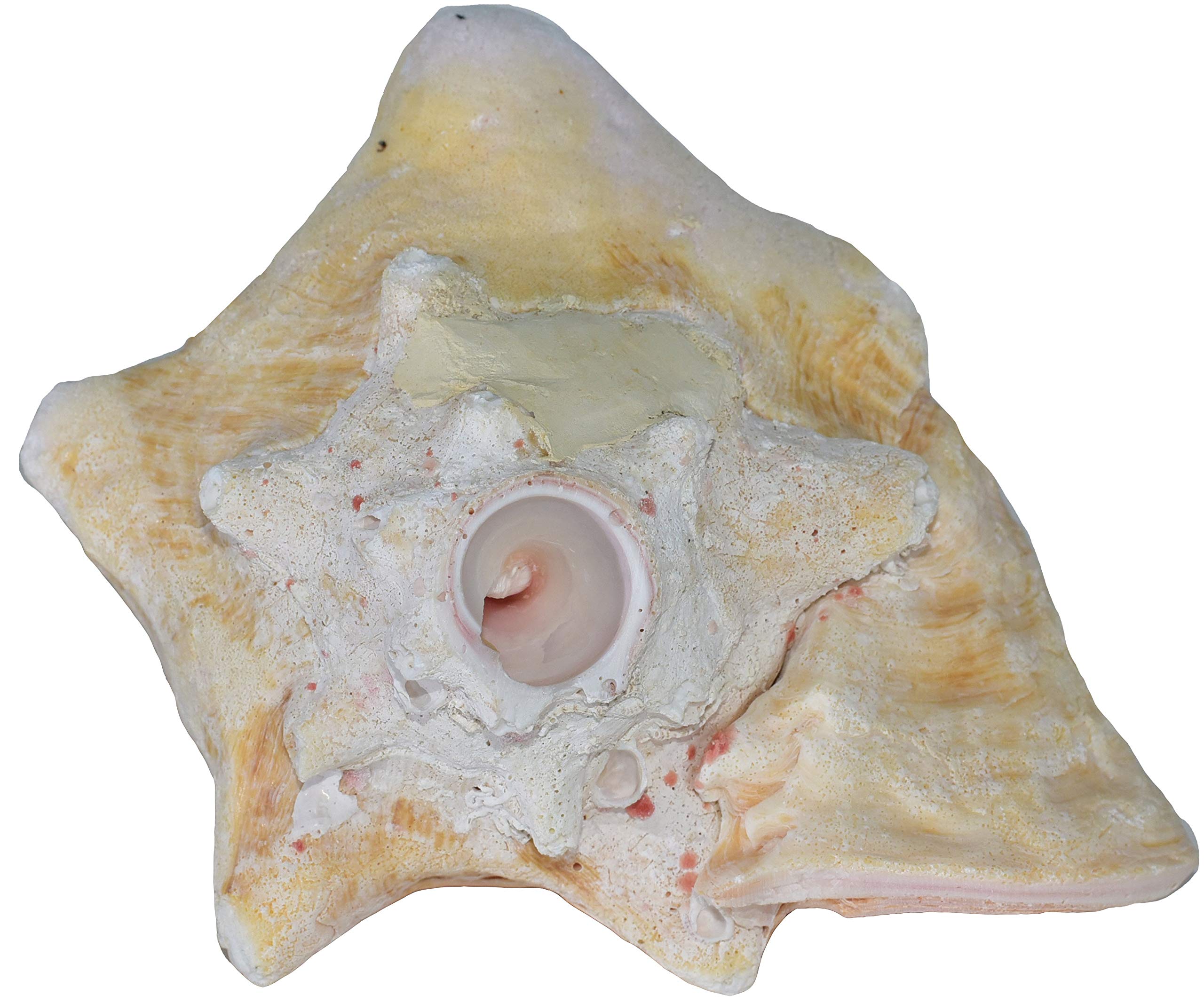 Mua Large Bahama Conch Shell Horn (Pink) - 7-9 inch trên Amazon Mỹ ...
