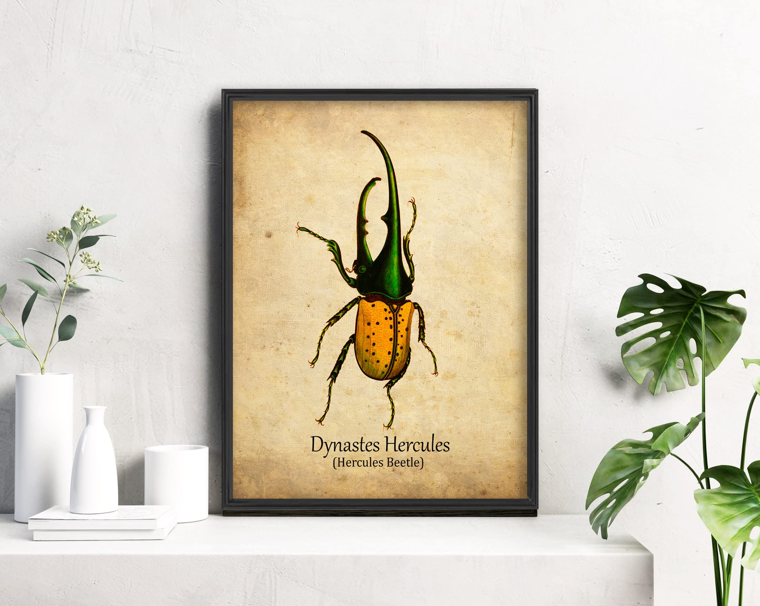 Mua Male Hercules Beetle Vintage Print Insect Wall Decor Dynastes ...