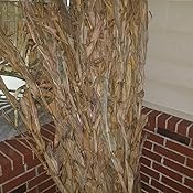 Dried Corn Stalk Bundle - 12 Per Bundle - Corn Shucks - WE DO NOT SHIP ...