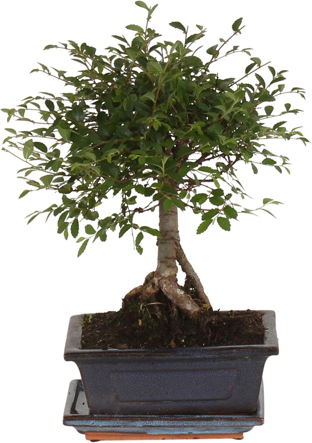 Zelkova serrata | Japanese Zelkova Tree | Bonsai incl. Ceramic ...