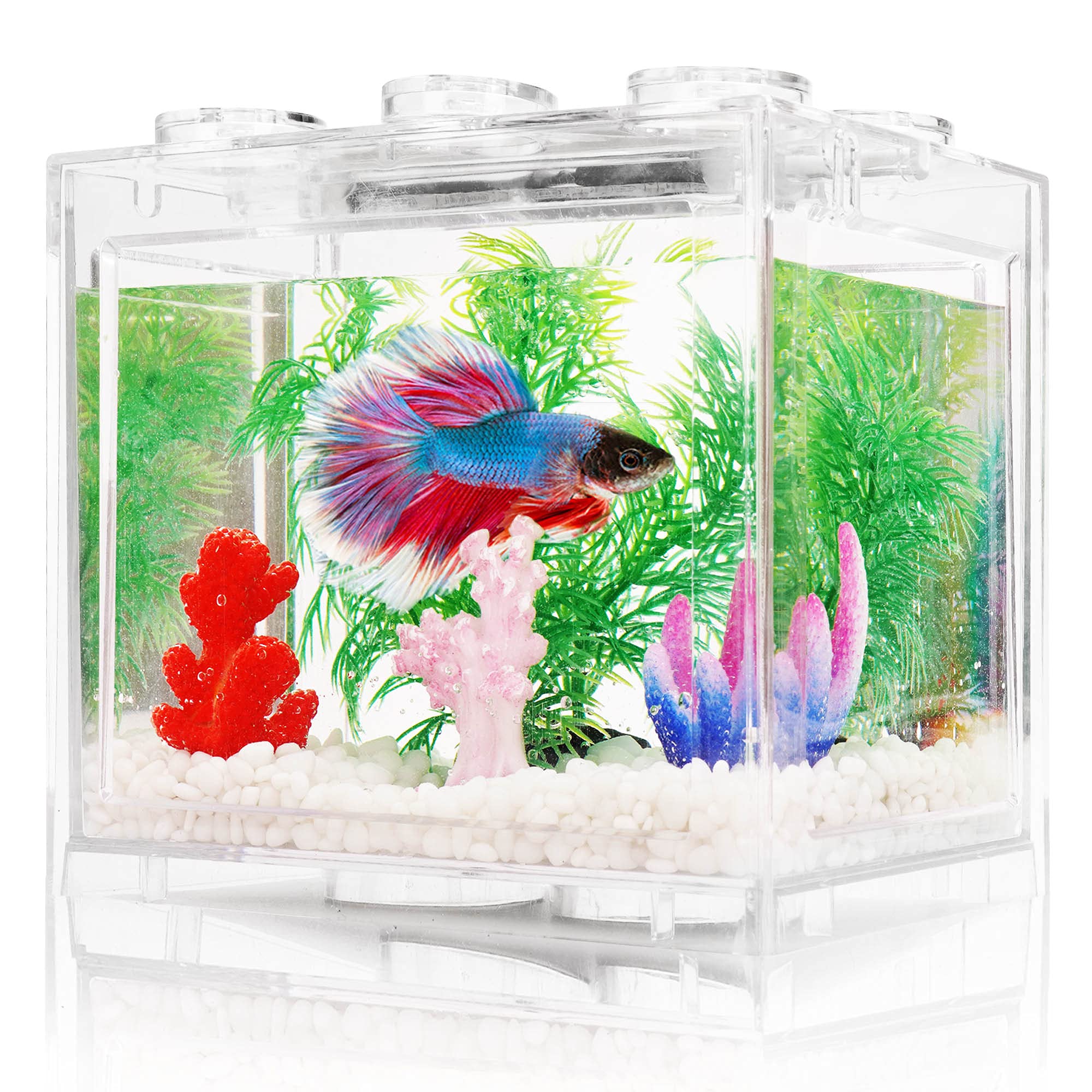 Aquarium Kit For Betta Fish: Expert Picks For 2026 - Insider Fish