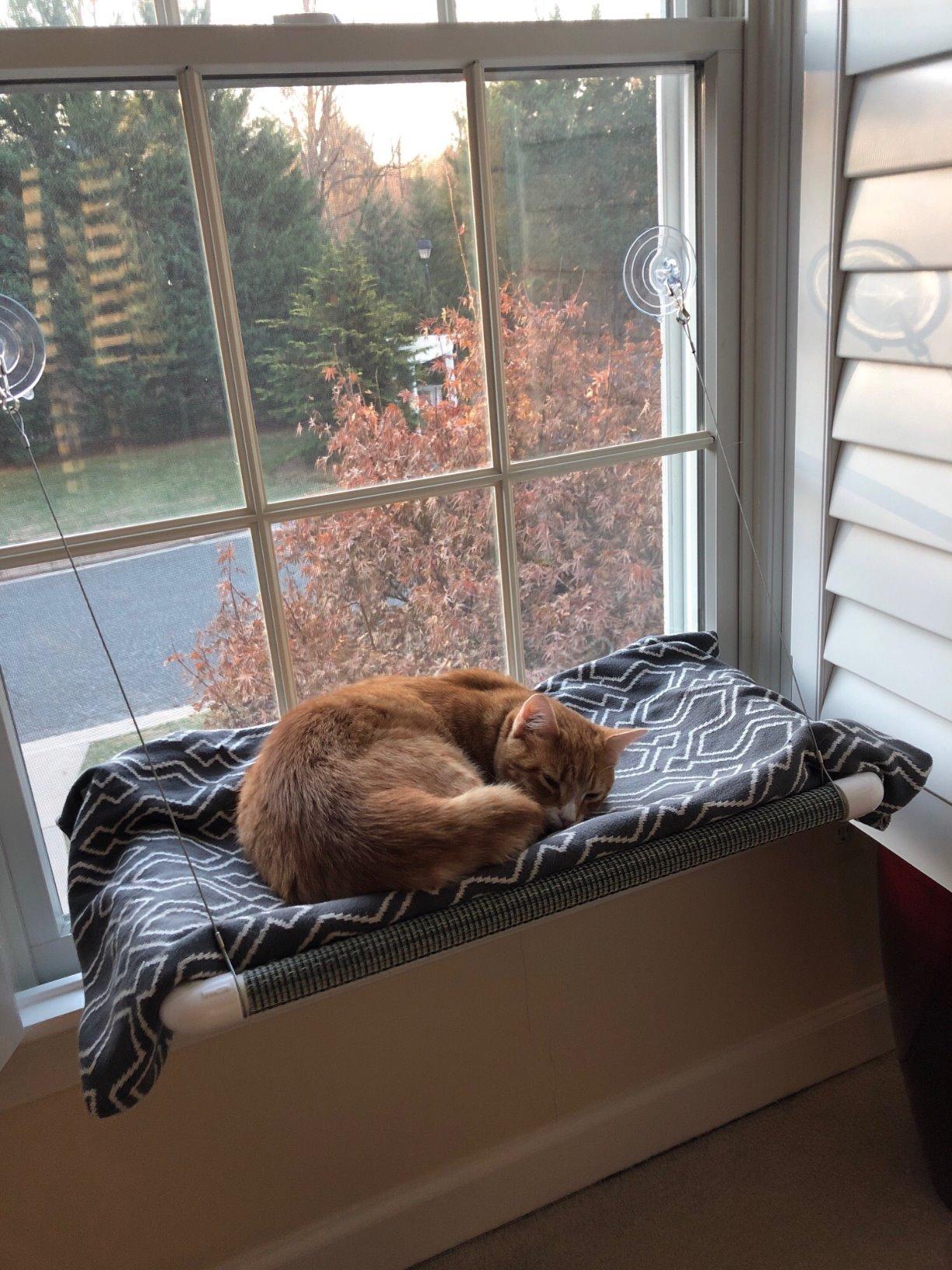 Pictures – Kitty Cot Original™