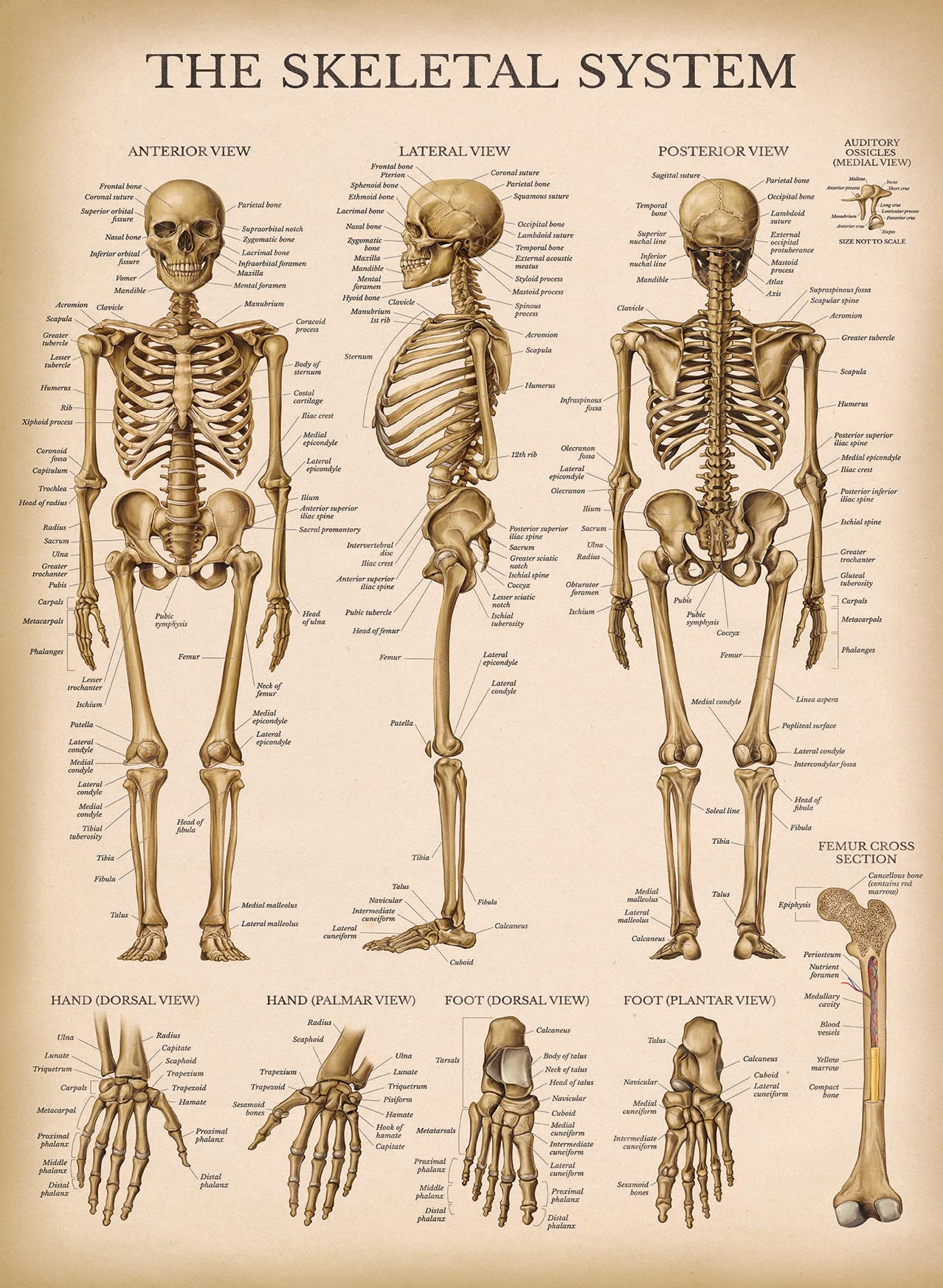 Mua Palace Learning Vintage Skeletal System Anatomical Chart - Human ...