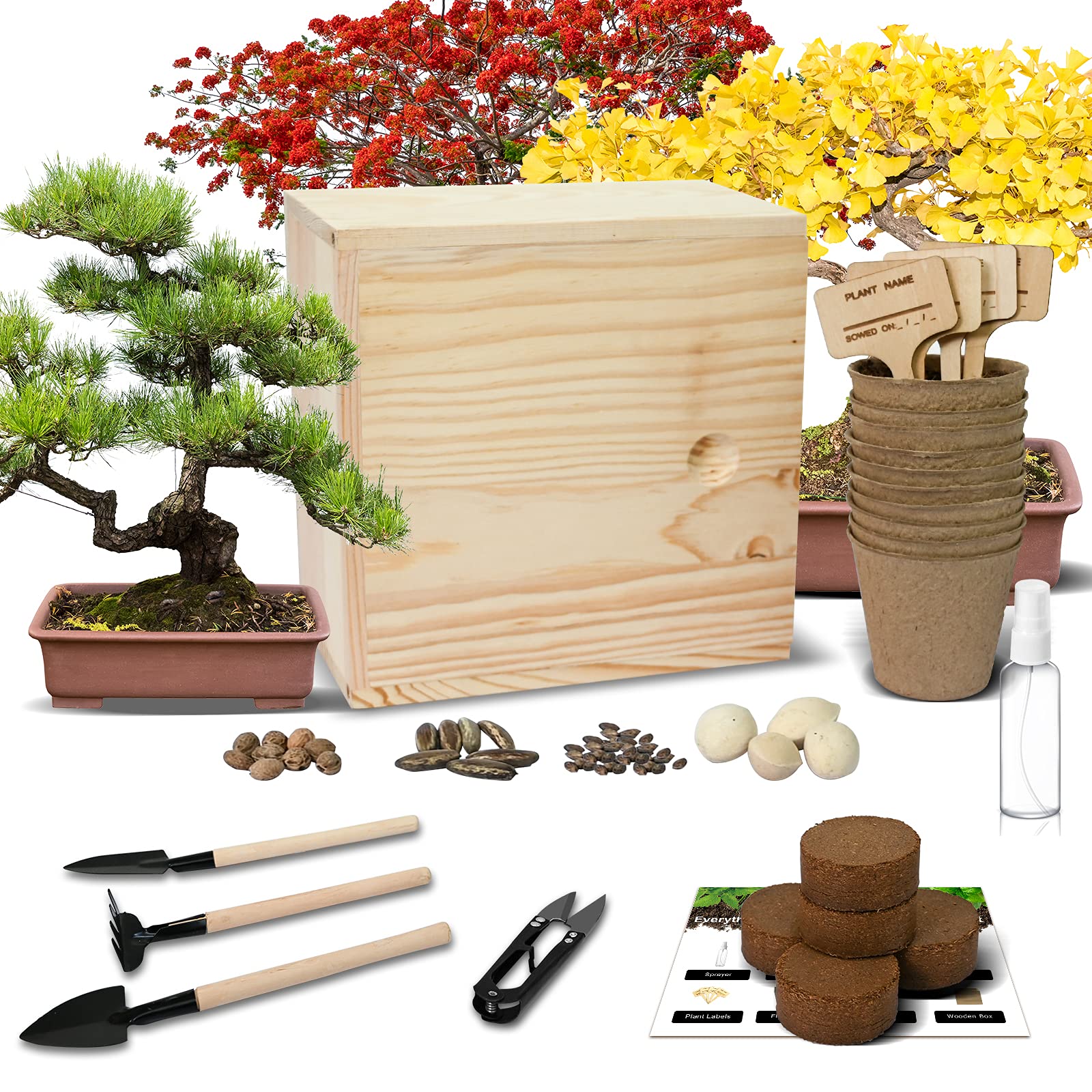 Buy Hand-Mart 4 Bonsai Tree with er Box Starter Kit, Sakura Ginkgo Pine ...