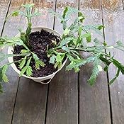 Amazon.com : Schultz Cactus Plus 2-7-7 liquid Plant Food, 4-Ounce (2 ...